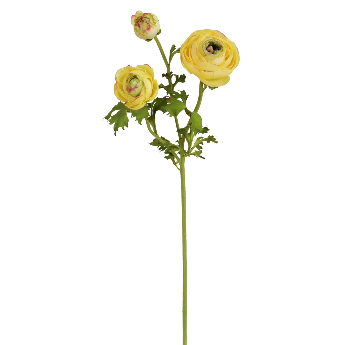 Ranunculus Stem Yellow 24" – Palm Bungalow